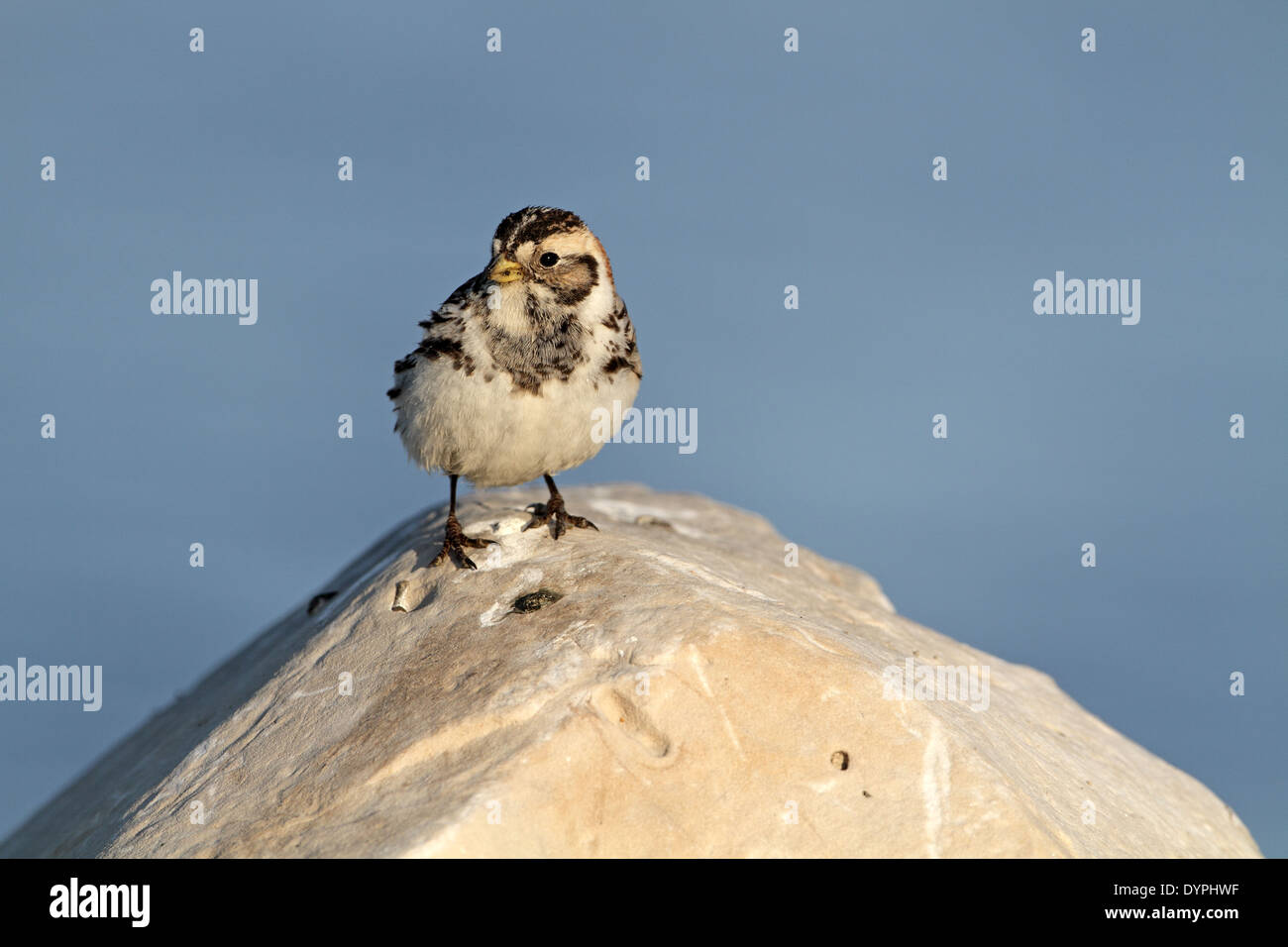 Calcarius lapponicus lapland bunting hi-res stock photography and ...