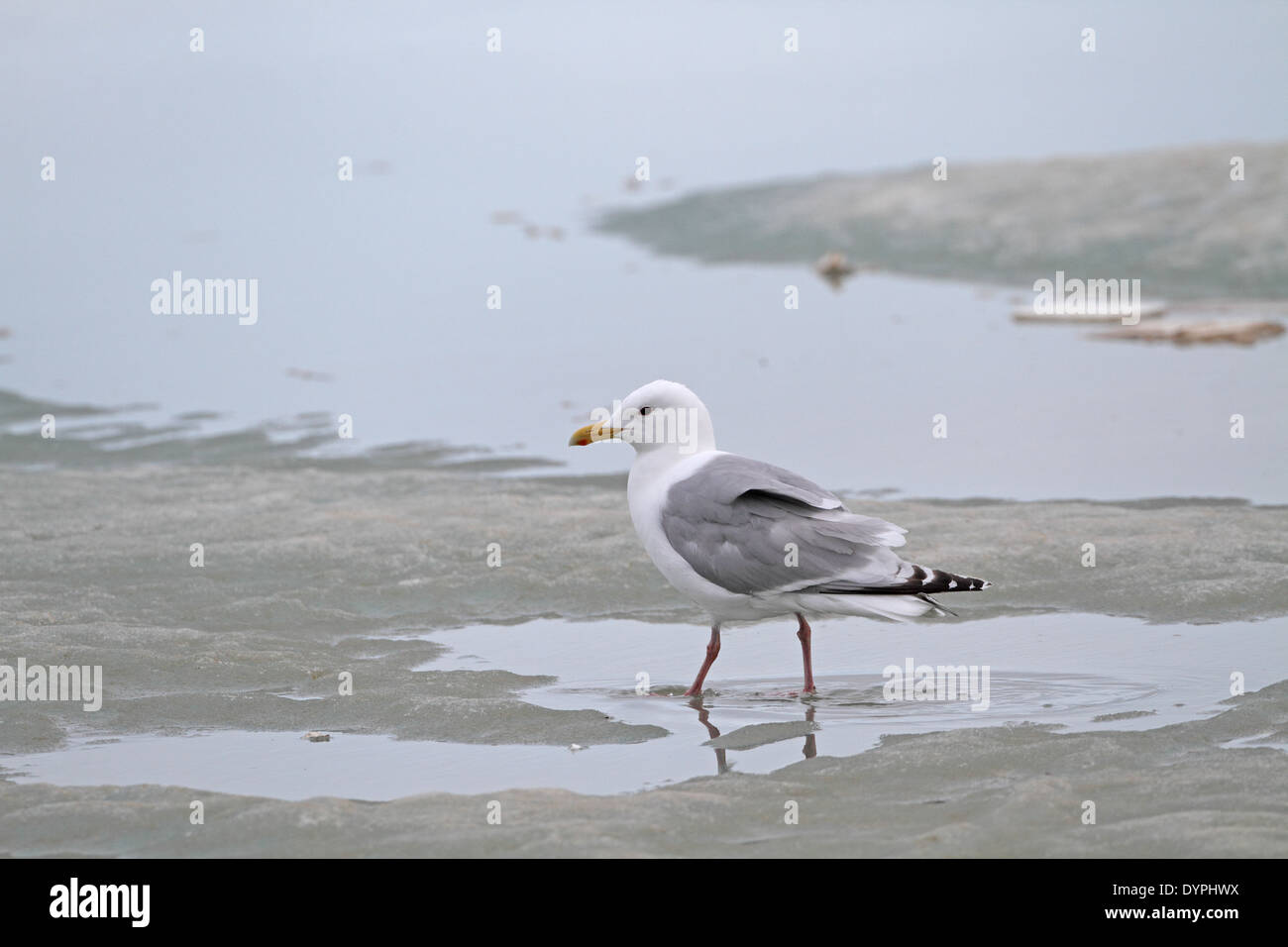 Old gull hi-res stock photography and images - Alamy