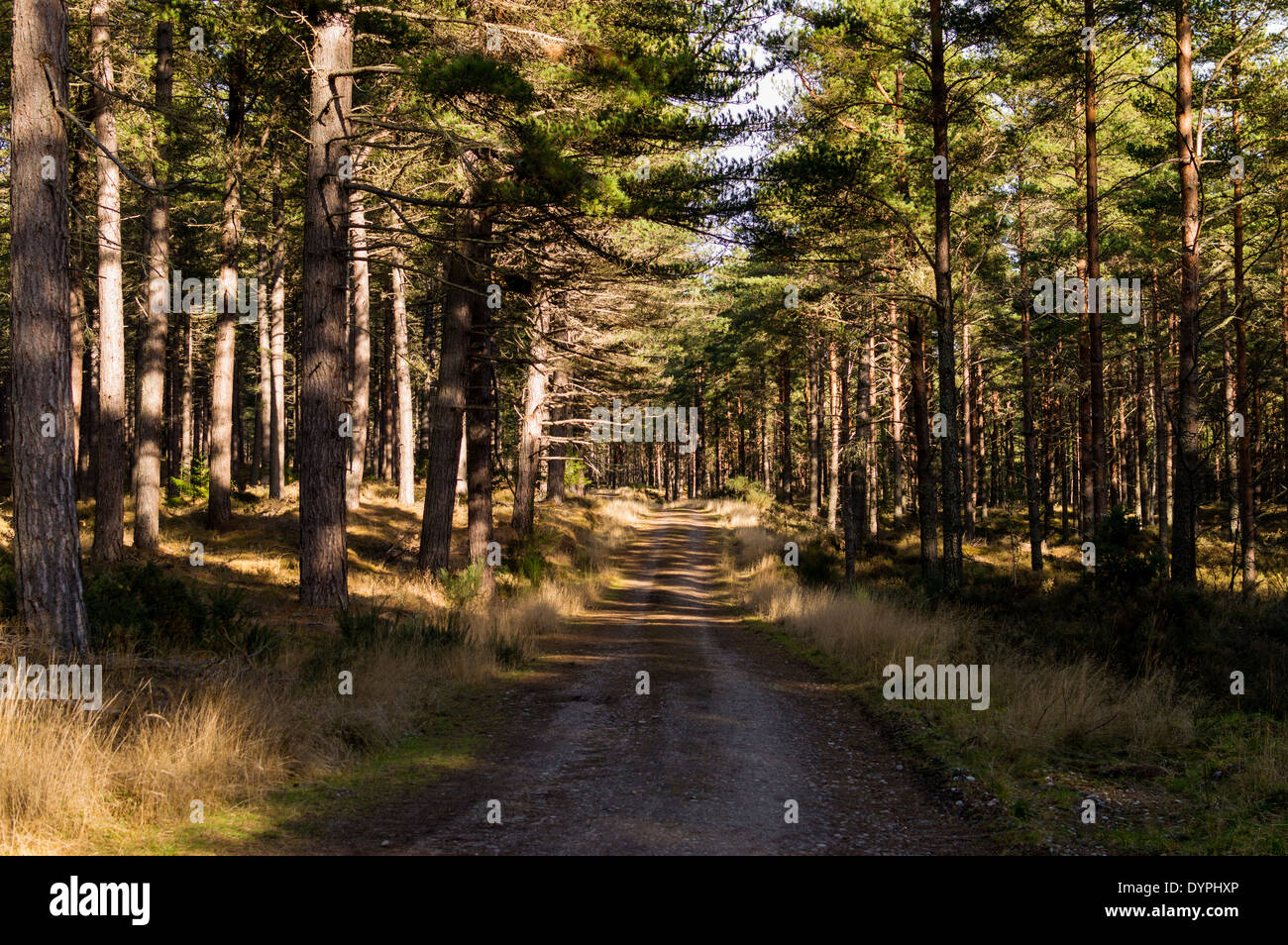Culbin in moray hi-res stock photography and images - Alamy