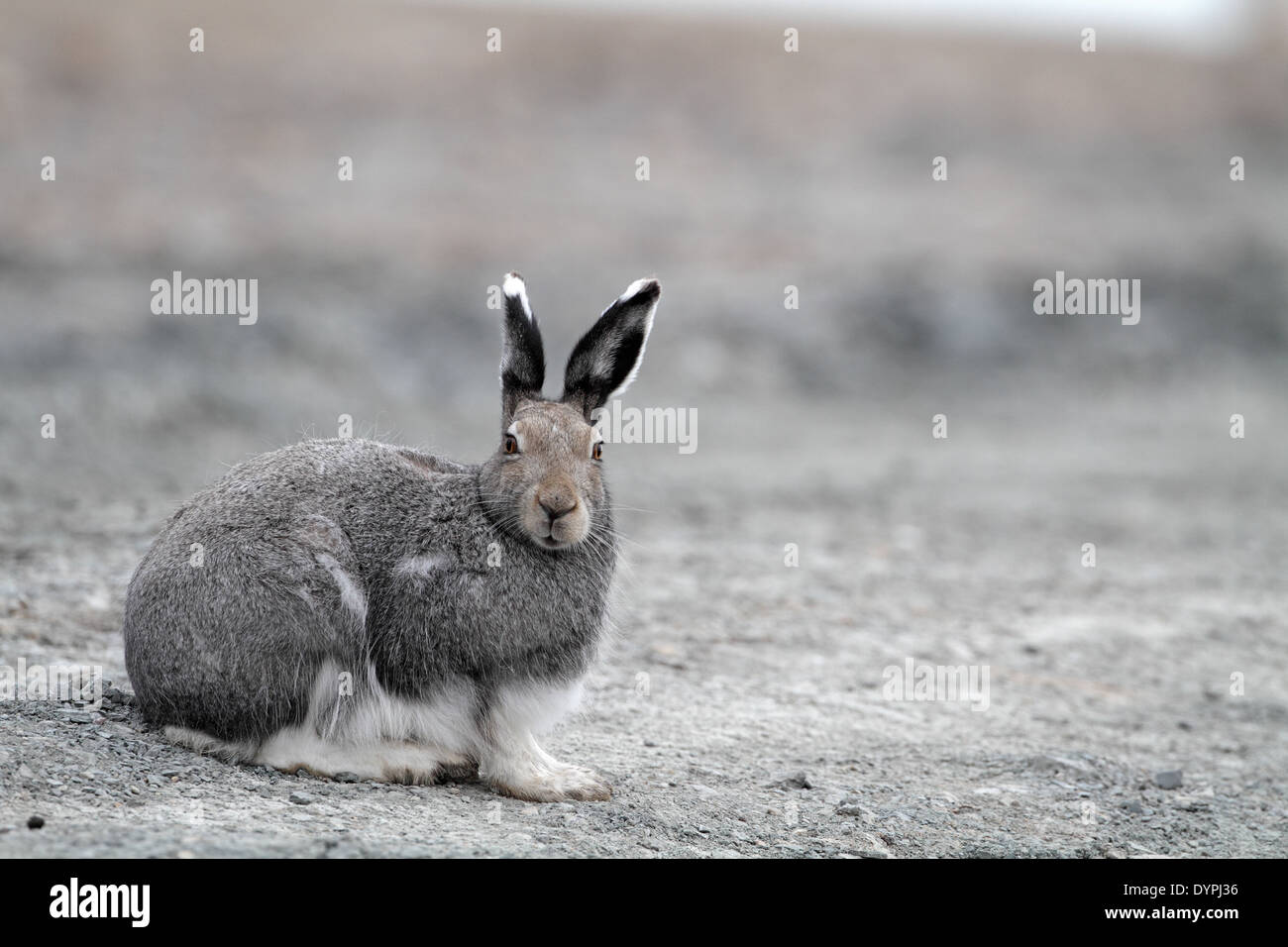 Arctic hare hi-res stock photography and images - Alamy