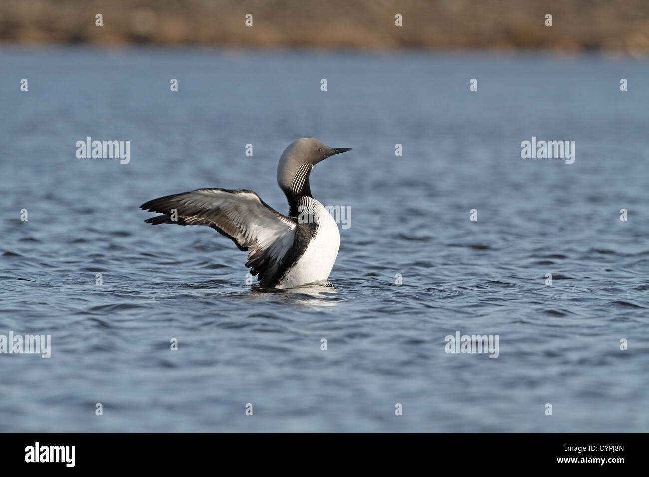 Pacific Loon (Diver), Gavia pacifica, wing stretch Stock Photo - Alamy