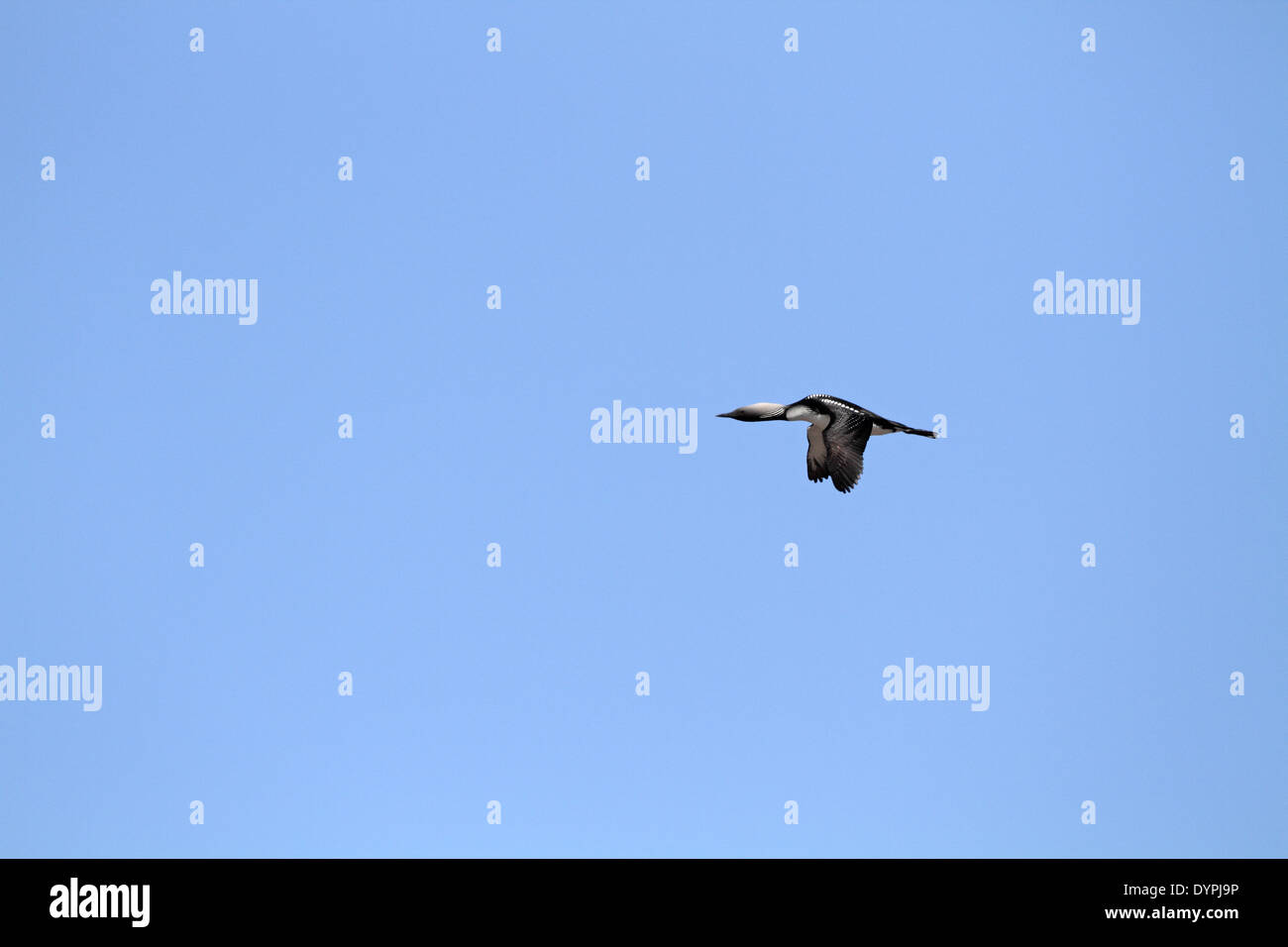 Flying pacific loon hi-res stock photography and images - Alamy