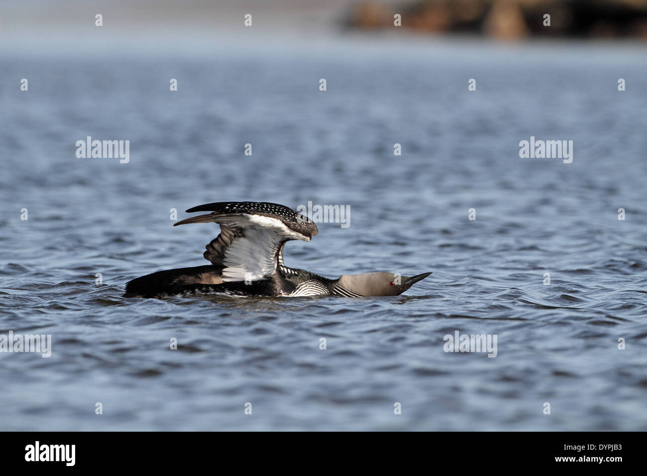 Pacific Loon (Diver), Gavia pacifica, in display Stock Photo - Alamy
