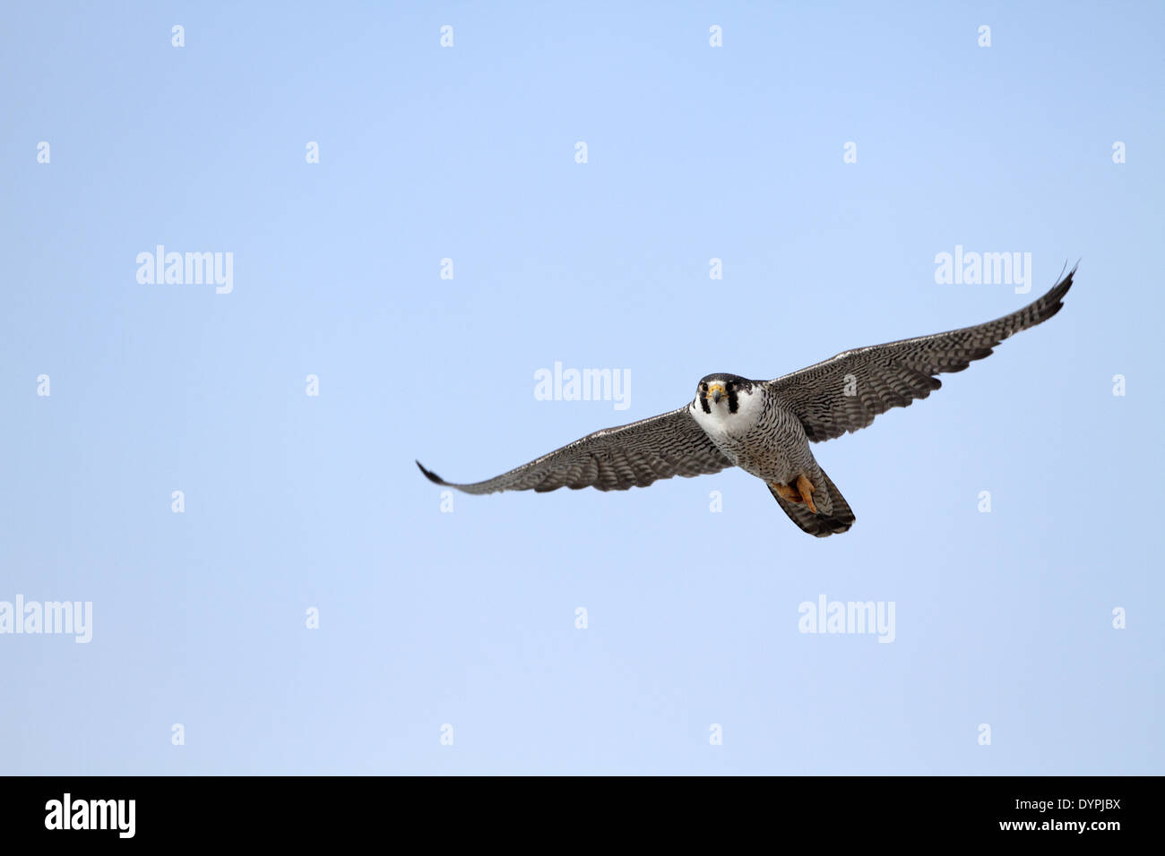 Peregrine Falcon, Falco peregrinus in flight Stock Photo - Alamy