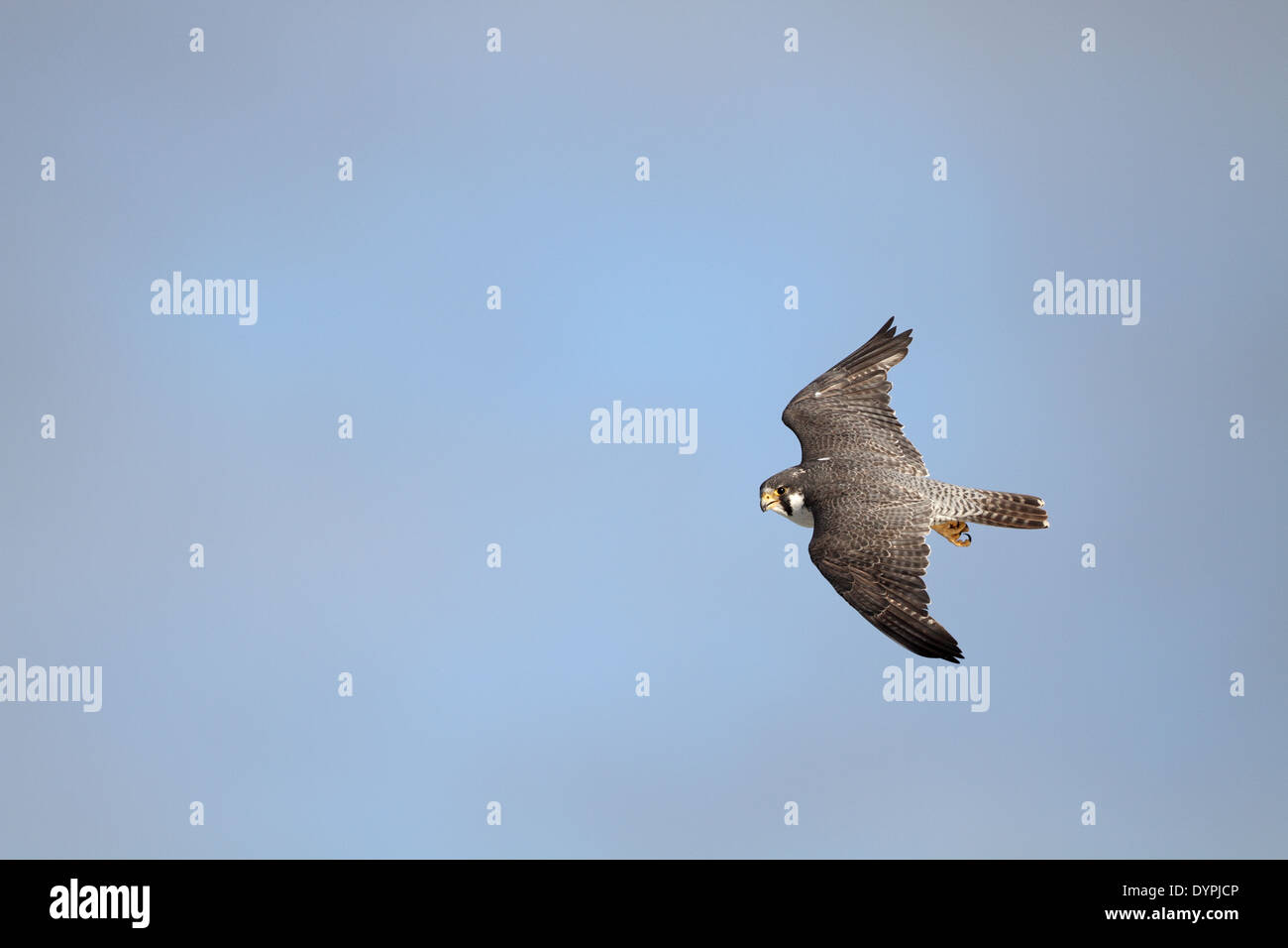 Peregrine Falcon, Falco peregrinus in flight Stock Photo - Alamy
