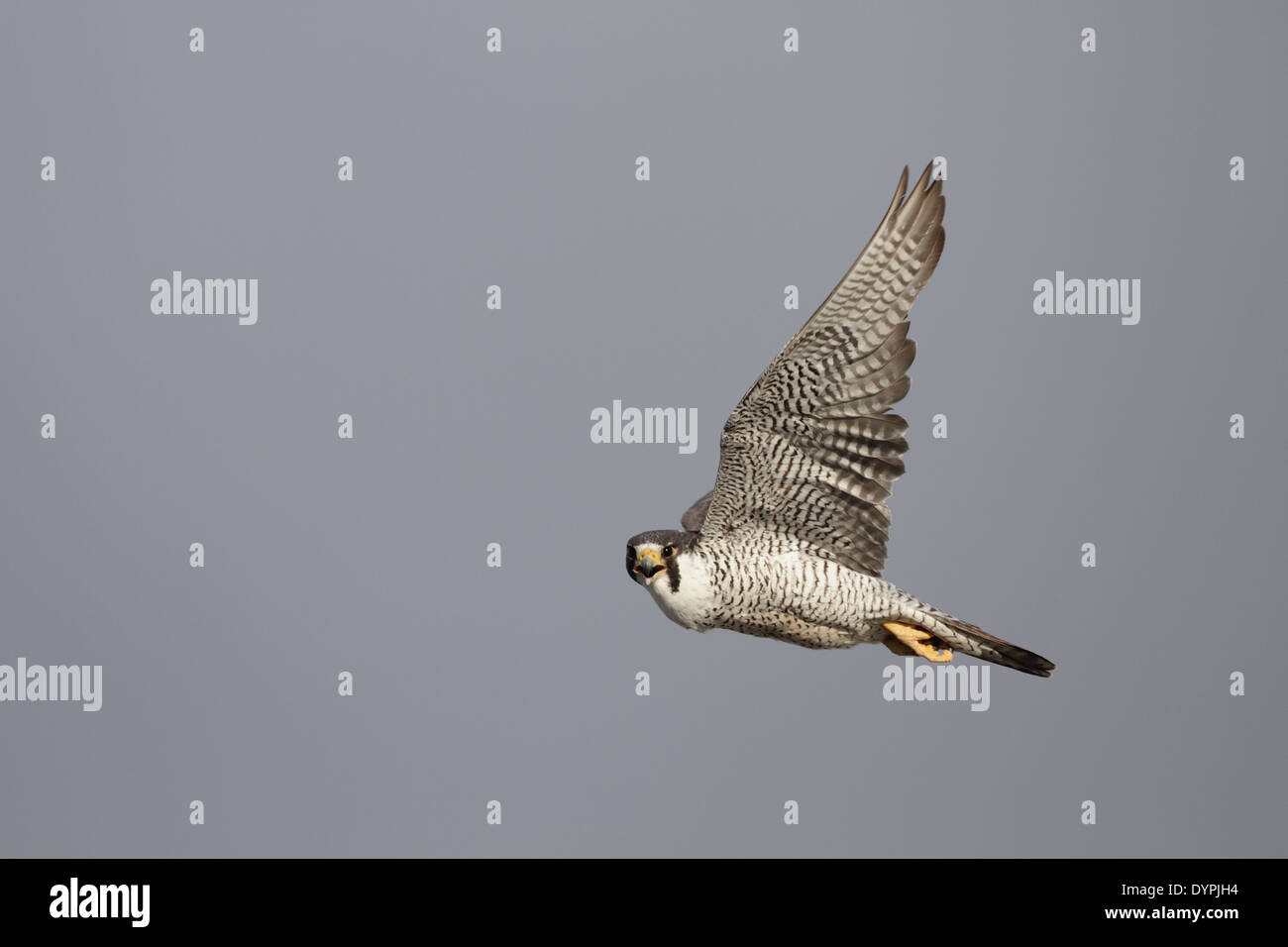 Peregrine Falcon Flying High Resolution Stock Photography and Images ...