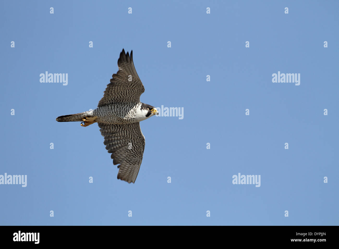 Raptorflight hi-res stock photography and images - Alamy