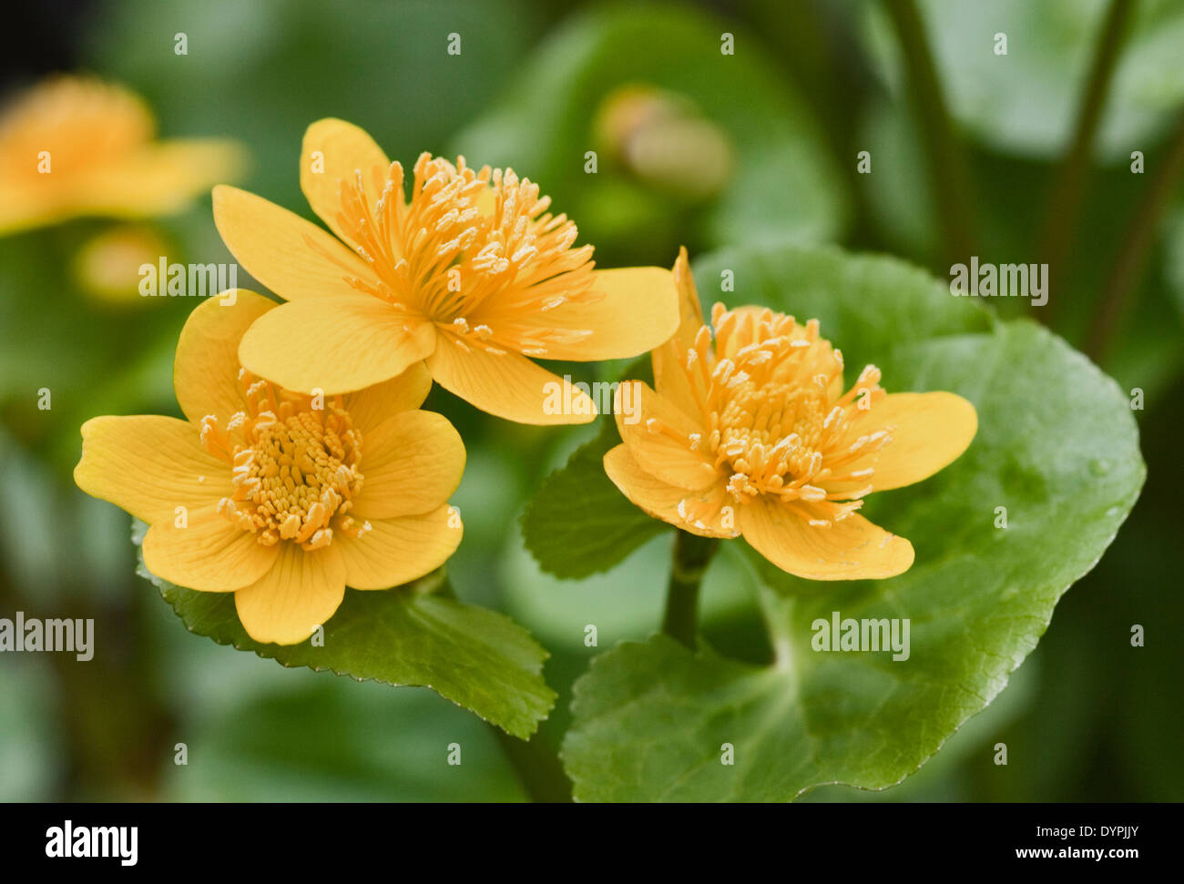 Marsh marigolds hi-res stock photography and images - Alamy
