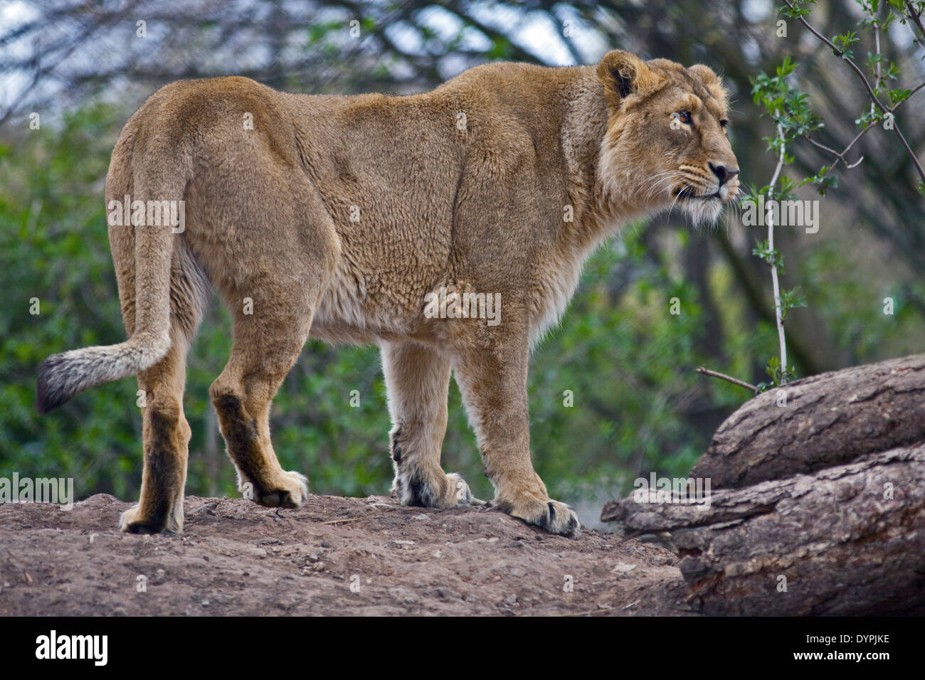 Asiatic Lion (panthera leo persica) female Stock Photo - Alamy