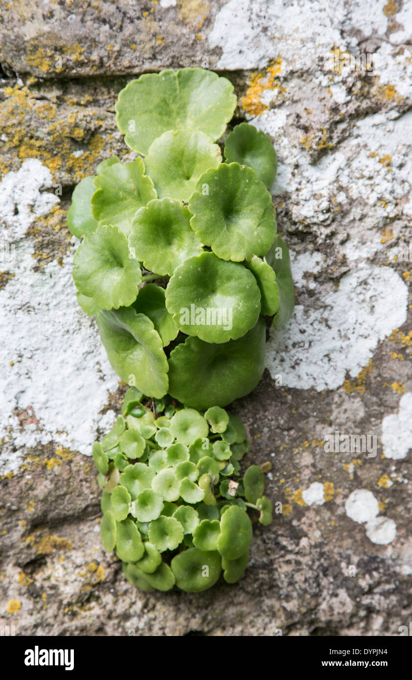 Umbilicus hi-res stock photography and images - Alamy