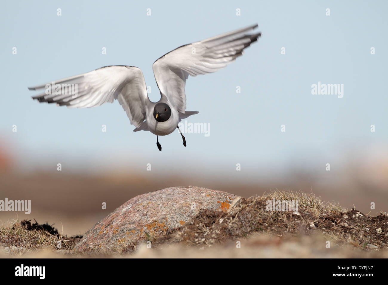 Sabine's Gull, Xema sabini, taking off Stock Photo - Alamy