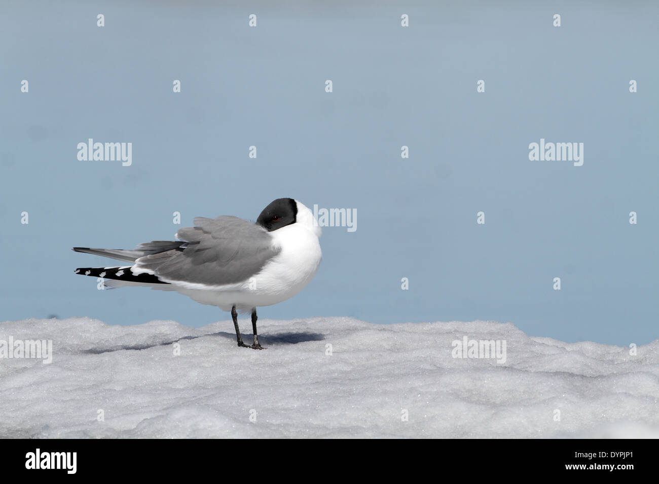 Sabine's Gull, Xema sabini, roosting on ice Stock Photo - Alamy