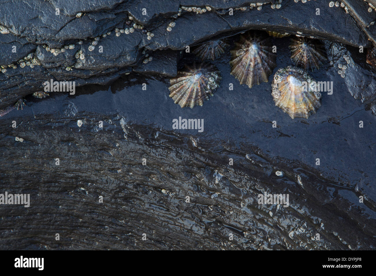 Limpets and barnacles on a rock shelf Stock Photo - Alamy
