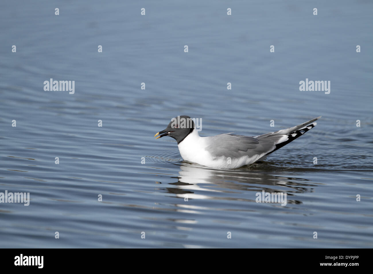 Sabine's Gull, Xema sabini, sitting on water Stock Photo - Alamy
