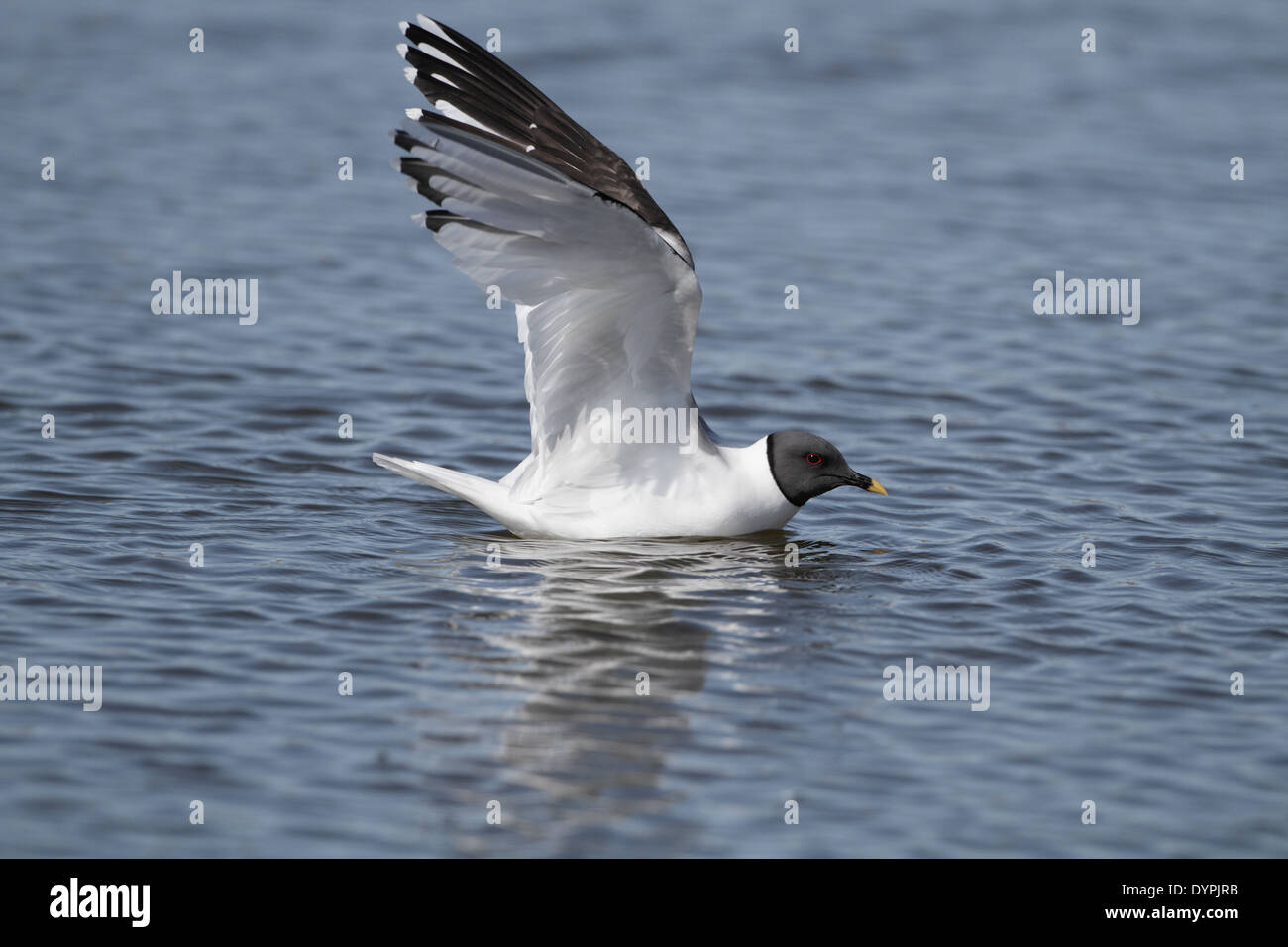 Sabine's Gull, Xema sabini wing stretch in water Stock Photo - Alamy