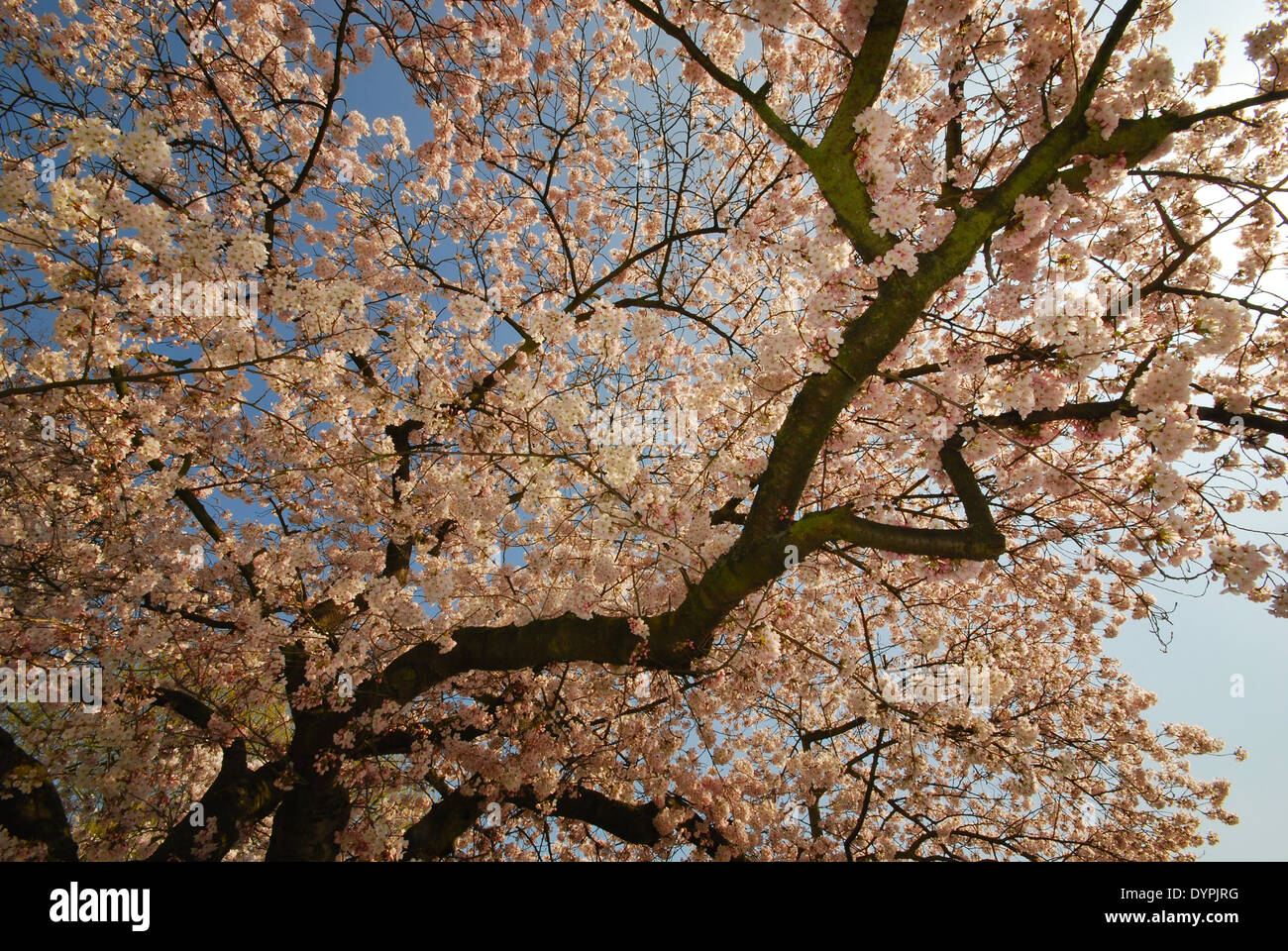 cherry blossom at springtime under blue skies Stock Photo - Alamy