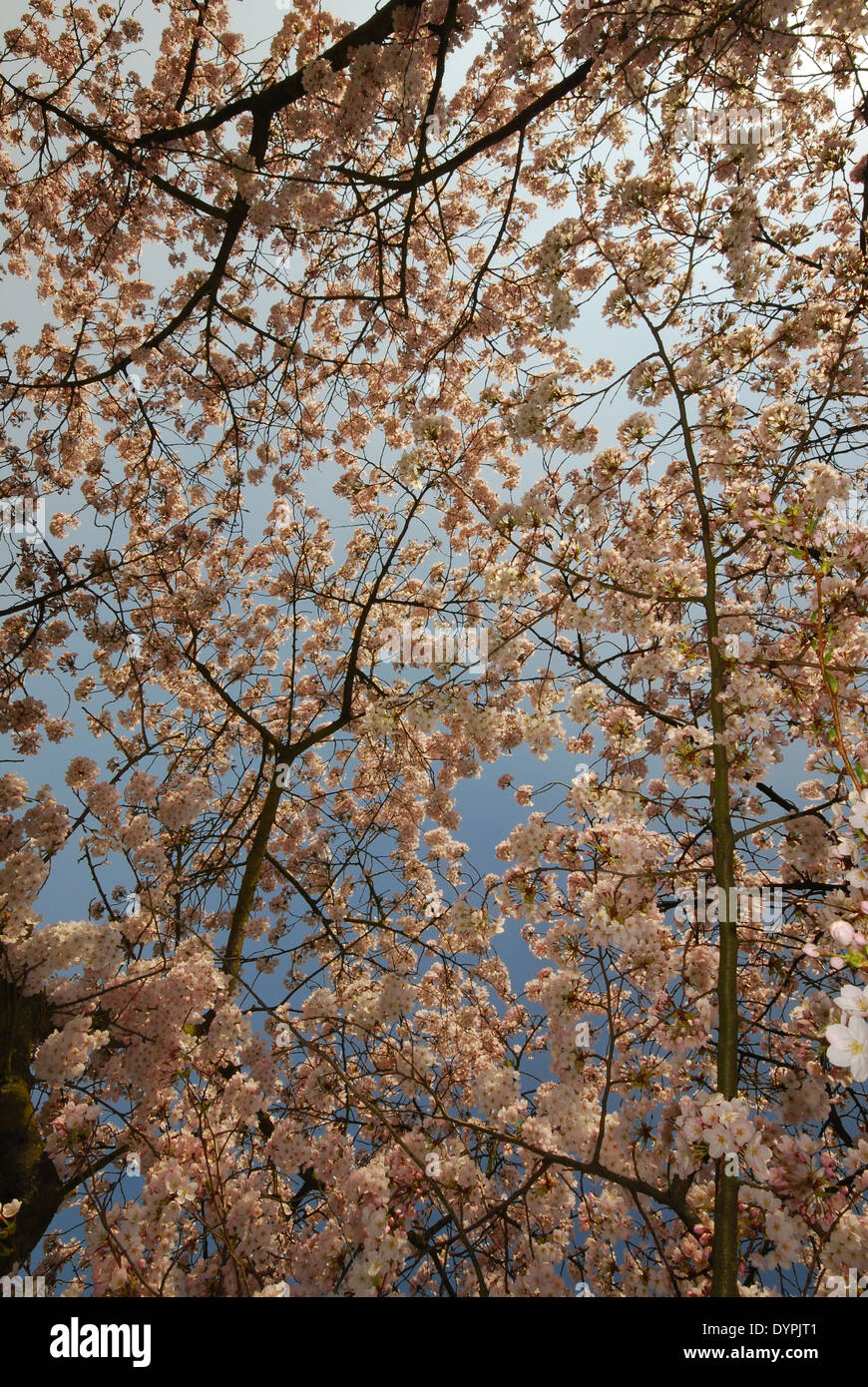 cherry blossom at springtime under blue skies Stock Photo - Alamy