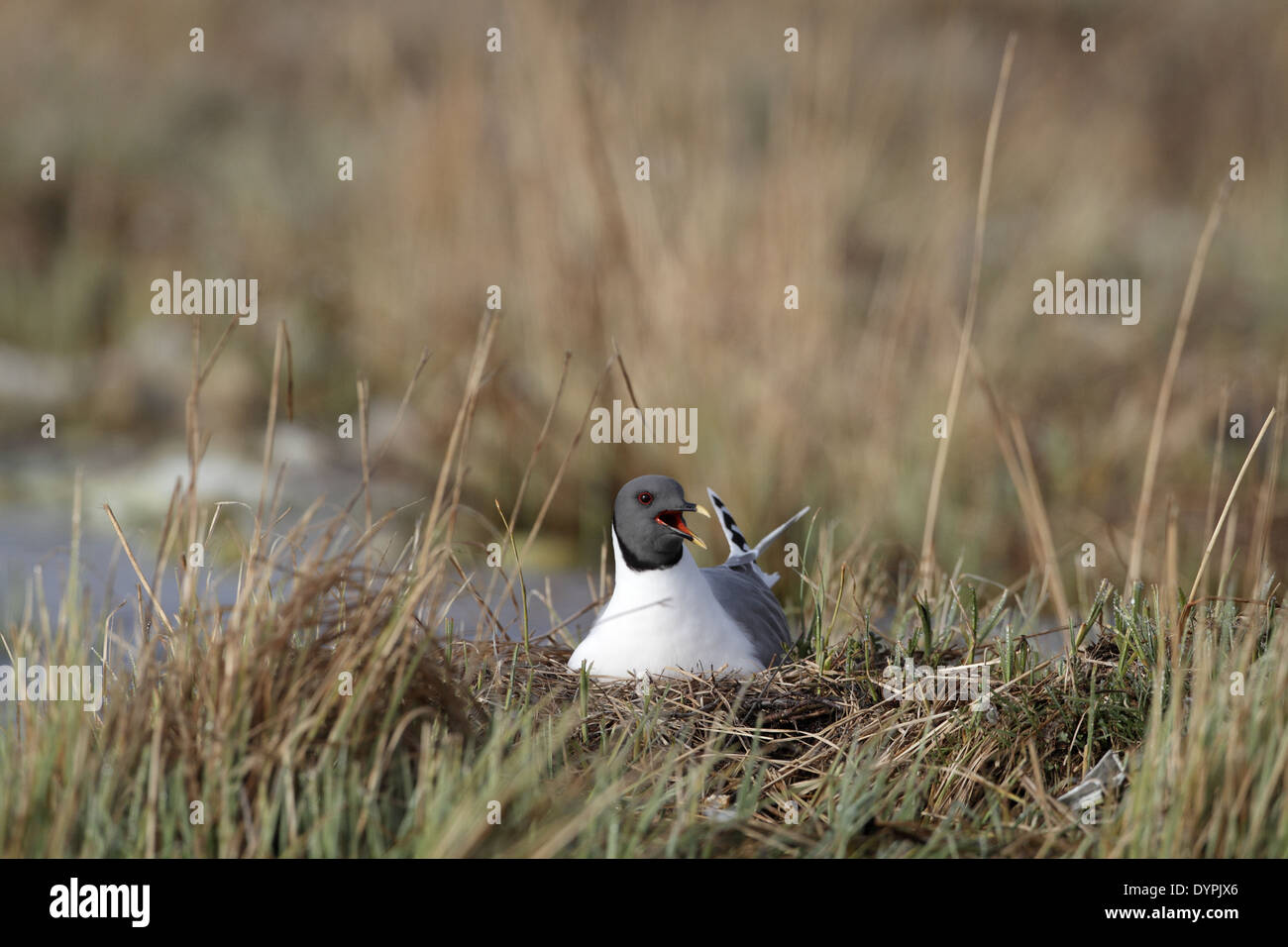 Sabine's Gull, Xema sabini, on nest showing red mouth Stock Photo - Alamy