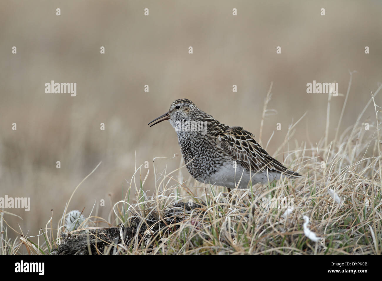 Pectoral sandpiper hi-res stock photography and images - Alamy