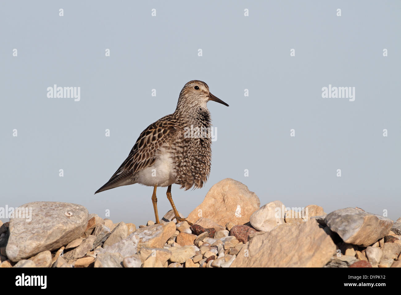 Pectoral Sandpiper, Calidris melanotos, male in full display Stock ...