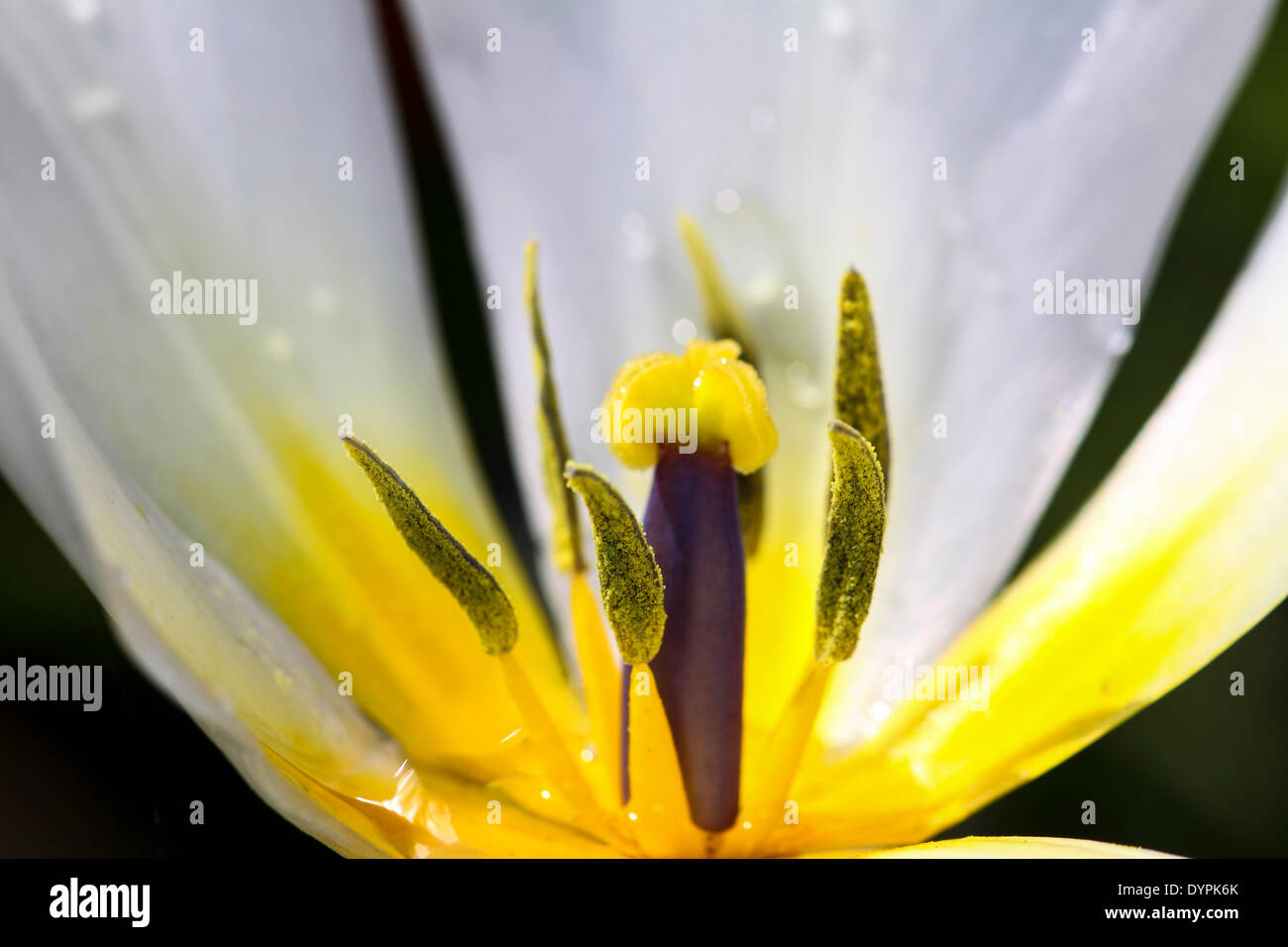 Macro view of Tulips stamens Stock Photo - Alamy