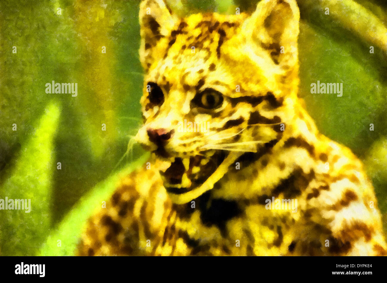 Bengal cat, a cat or a dwarf, or Far cat (Latin Prionailurus ...