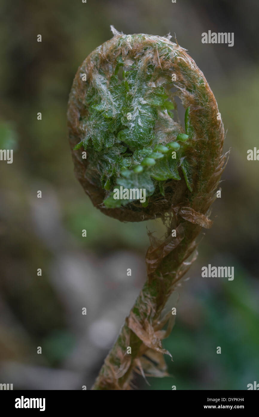 Bracken / Pteridum aquilinum crozier - detail of early 'fiddlehead ...