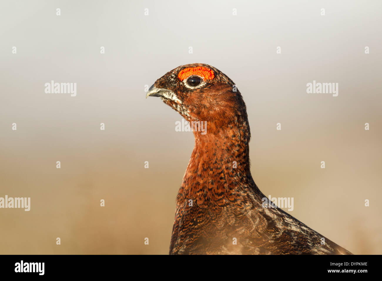Male red grouse, Latin name Lagopus lagopus scoticus, side view of head ...
