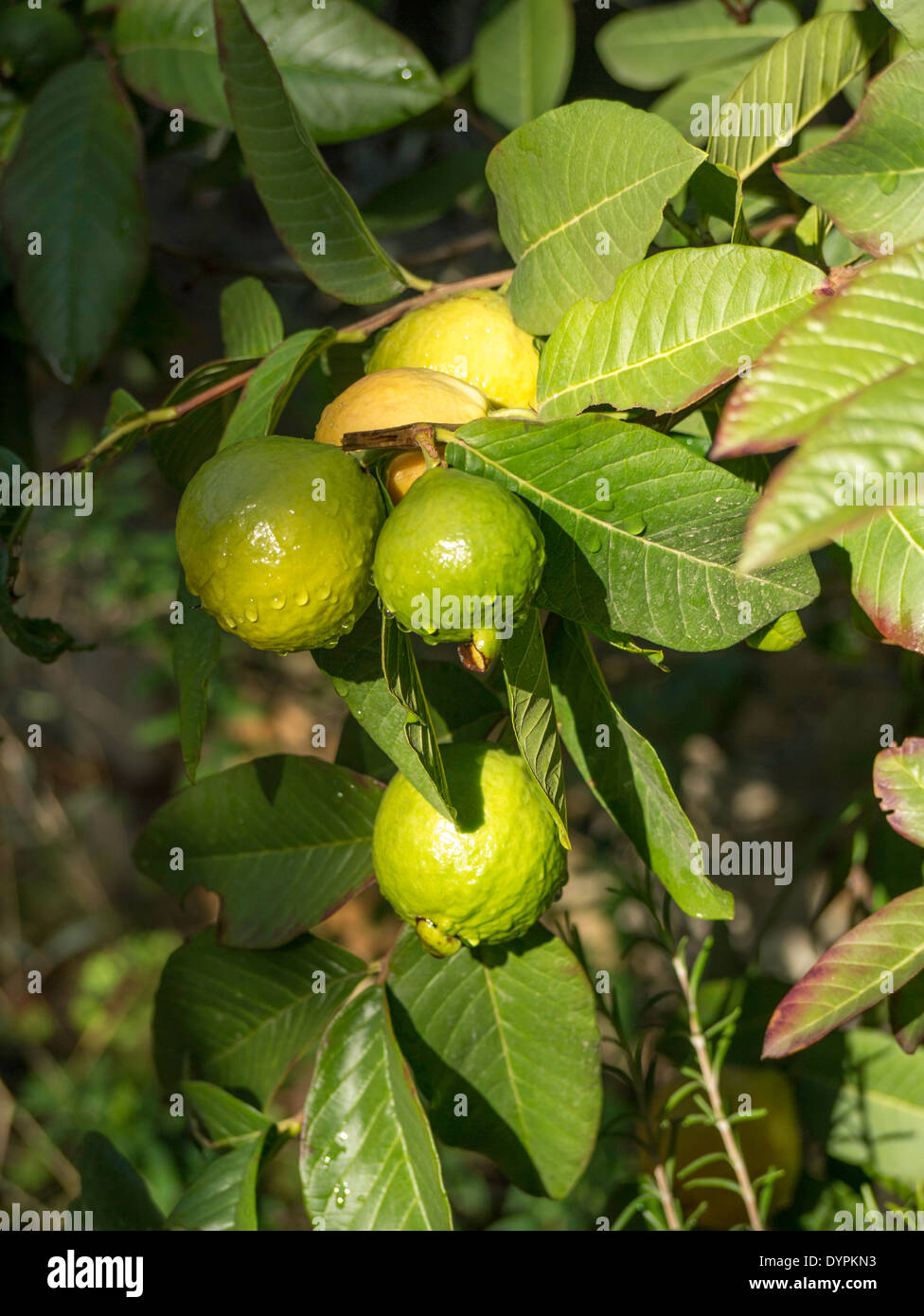 Guava tree in Greek garden, ripe and ripening fruit Stock Photo - Alamy