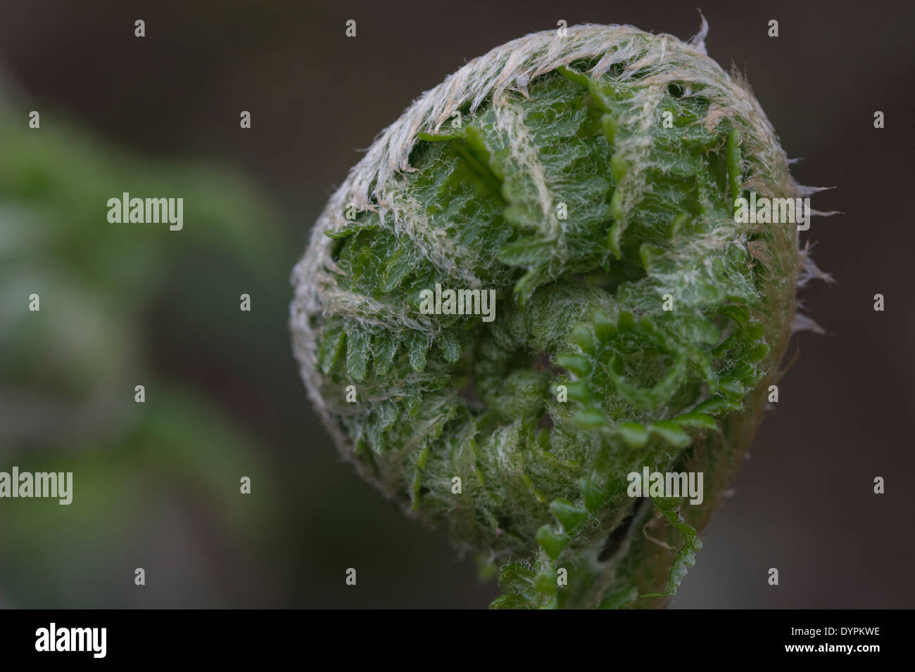 Bracken / Pteridum aquilinum fiddlehead crozier [April]. See FOCUS note ...