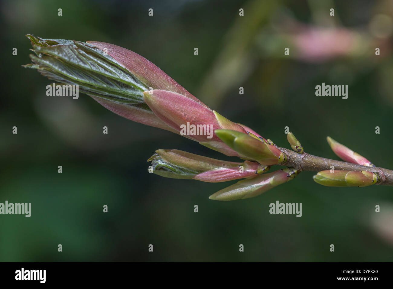 Sycamore Bud High Resolution Stock Photography and Images - Alamy