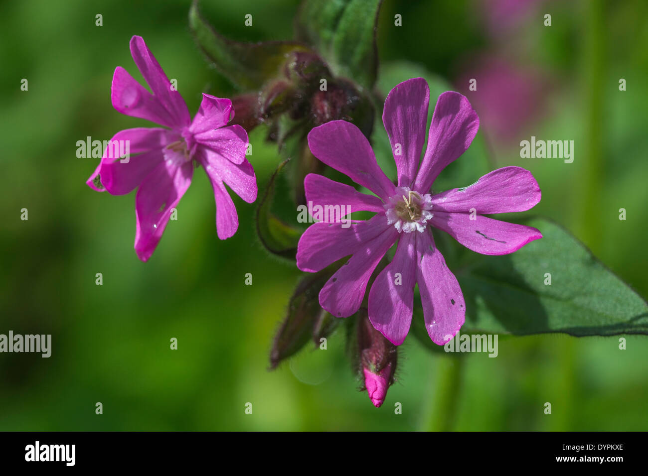 Red Campion / Silene dioica flower in sunshine Stock Photo - Alamy
