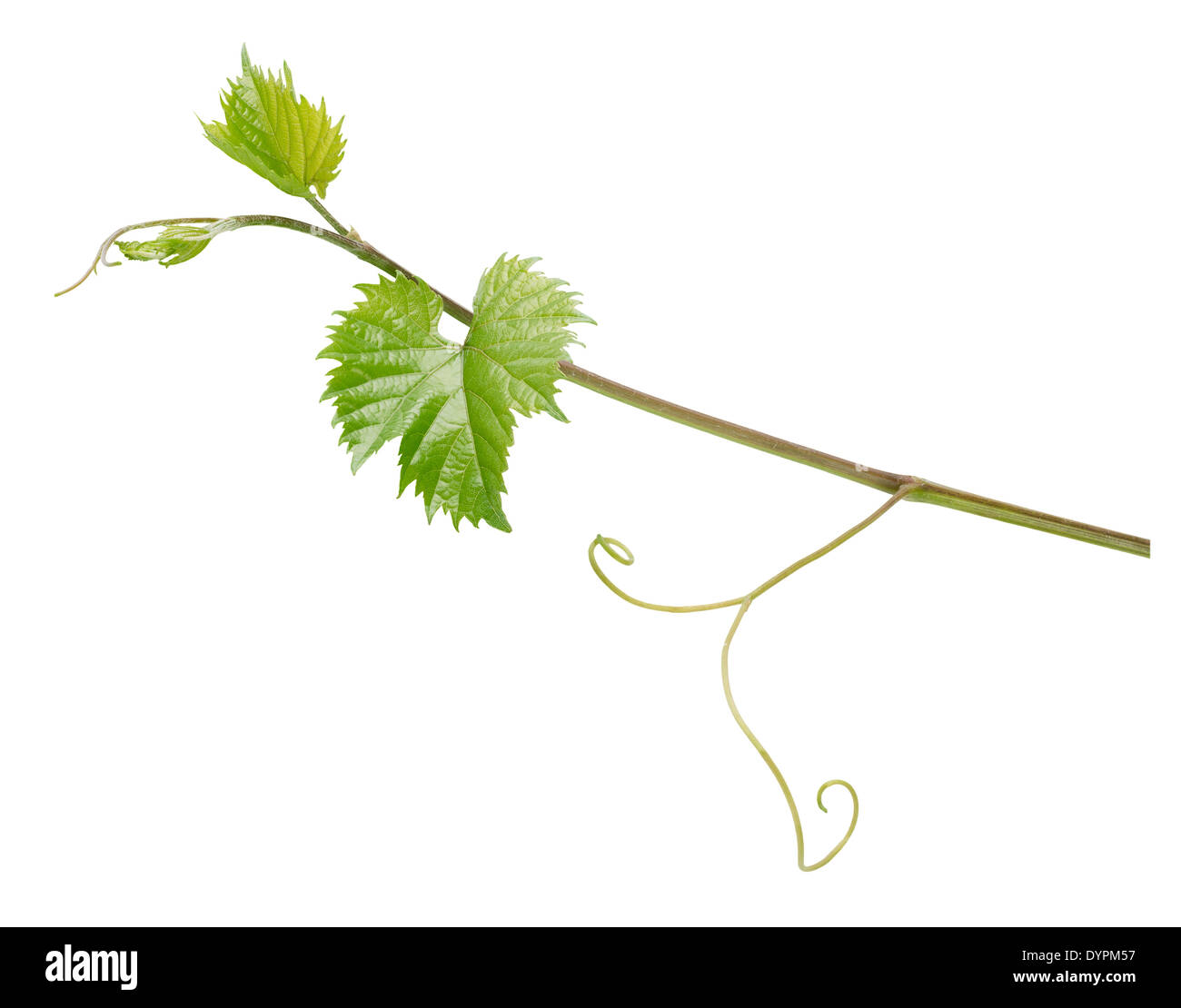 Branch of grape vine isolated on white background Stock Photo - Alamy