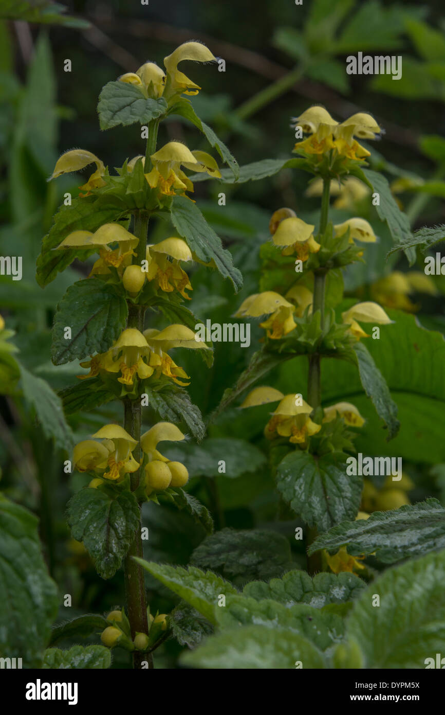 Yellow Dead Nettle Stock Photos & Yellow Dead Nettle Stock Images - Alamy