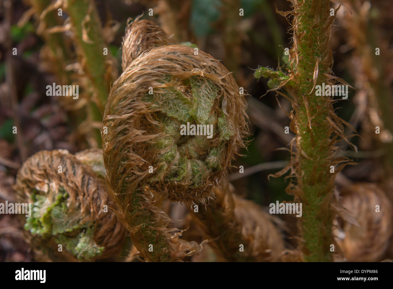 Bracken Weed High Resolution Stock Photography and Images - Alamy