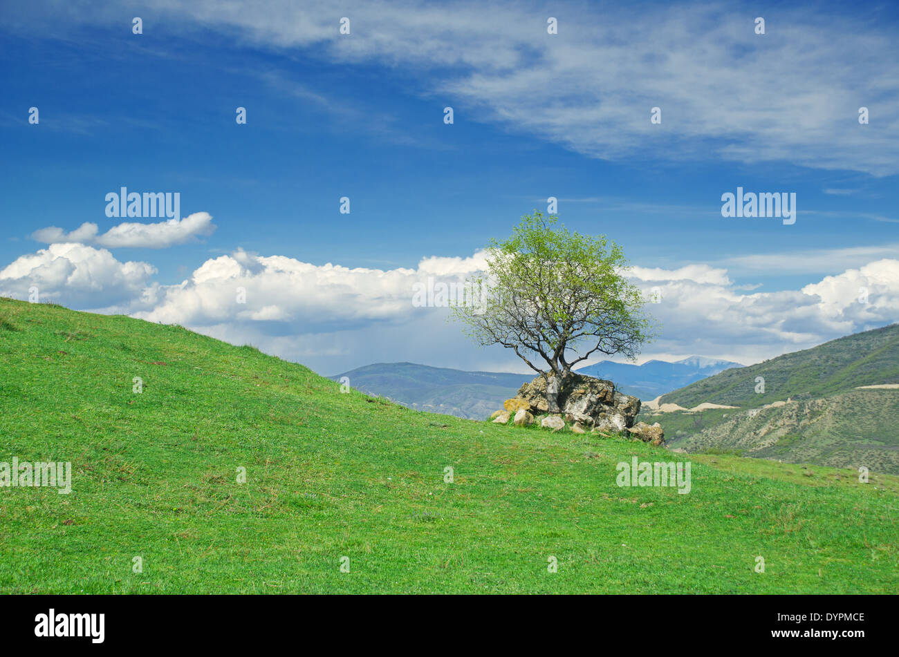 Green Field and the Tree on Hill . picturesque Landscape Stock Photo ...