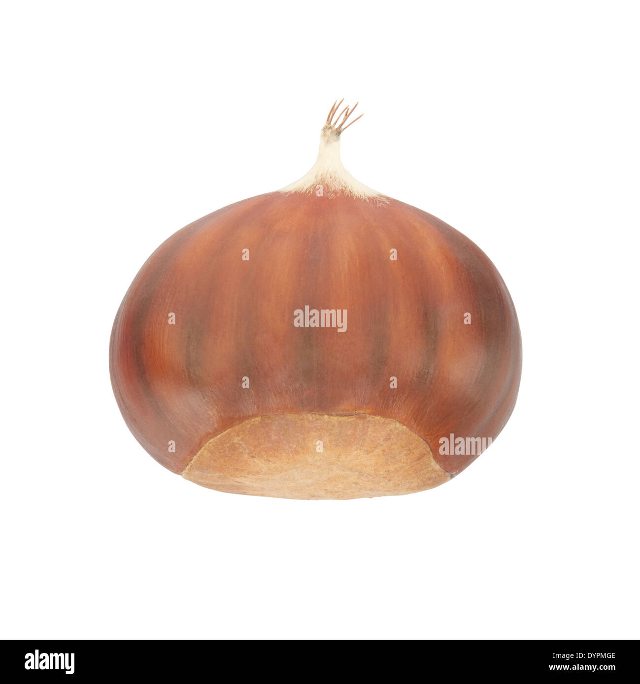 Chestnut hi-res stock photography and images - Alamy