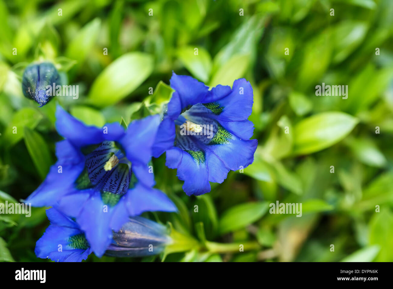 Trumpet gentiana blue spring flower in garden for background Stock ...