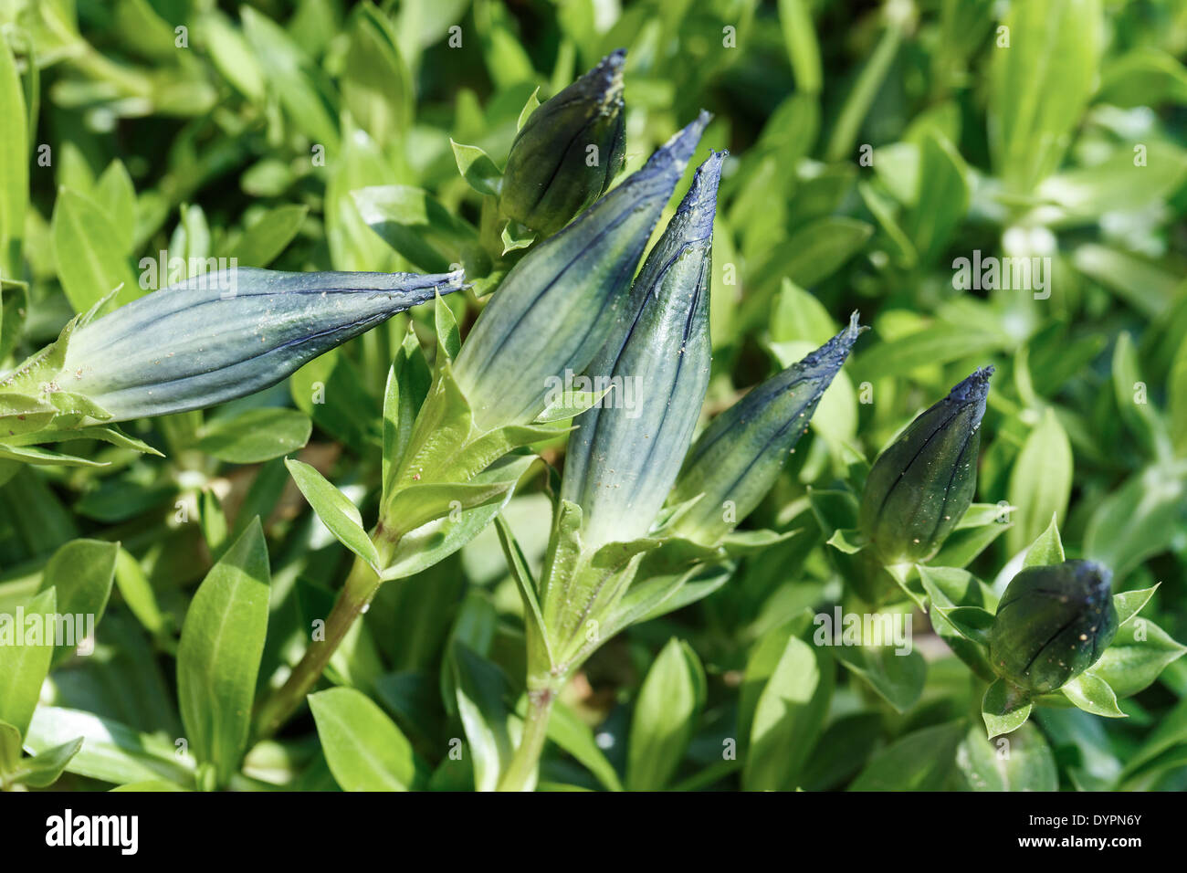 bud of Trumpet gentian, blue spring flower in garden on green ...