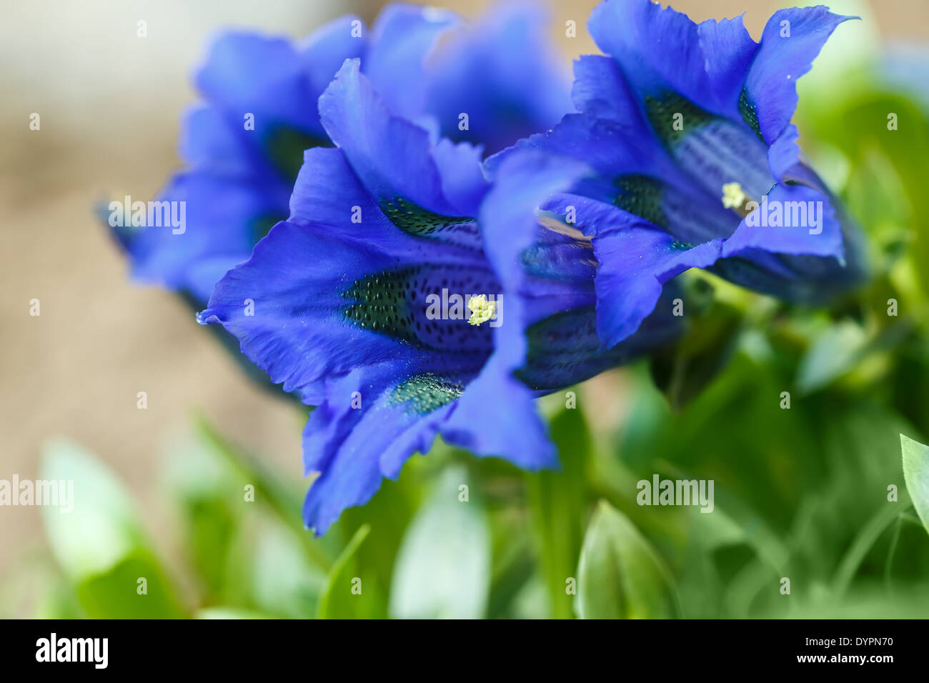 Trumpet gentiana blue spring flower in garden for background Stock ...