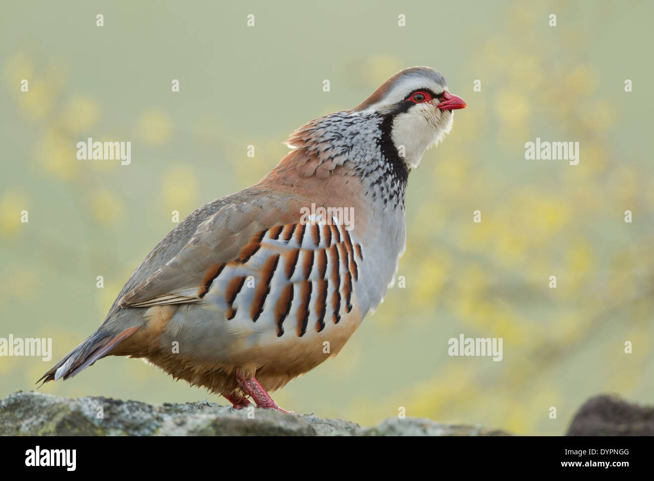 Red-legged partridge (Alectoris rufa) standing on a stone wall in the ...