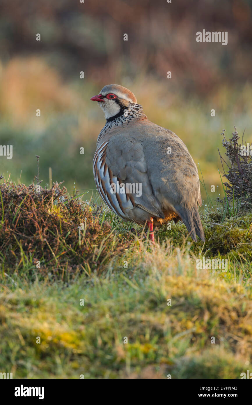 Red-legged partridge (Alectoris rufa) standing on dew covered moorland ...