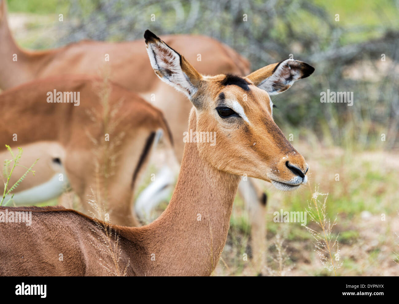 female impala kruger national park south africa Stock Photo - Alamy
