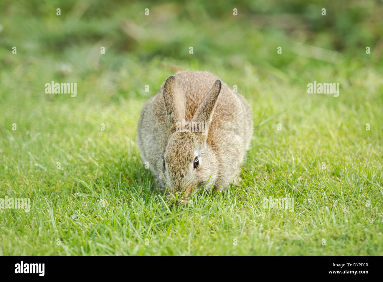 Wild rabbit, Latin name Oryctolagus cuniculus, foraging at the edge of ...