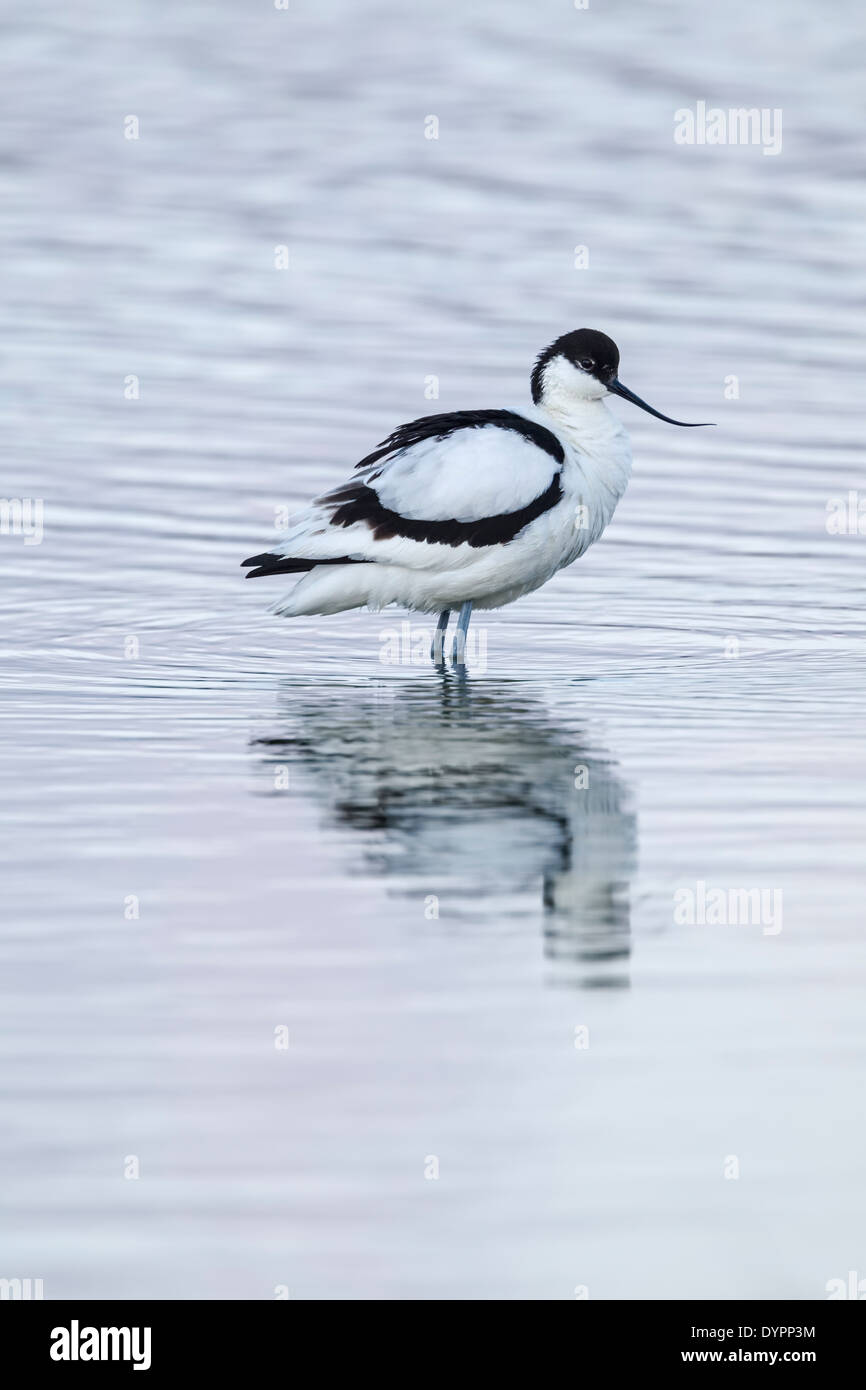 Avocet (Recurvirostra avosetta) standing in a lagoon Stock Photo - Alamy