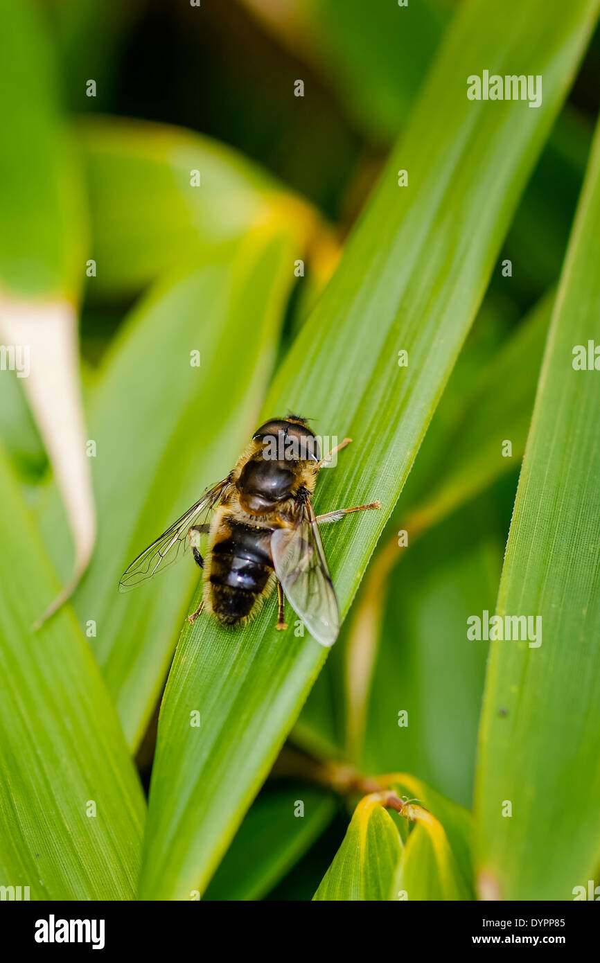 Flying insect still settled hoverfly hi-res stock photography and ...