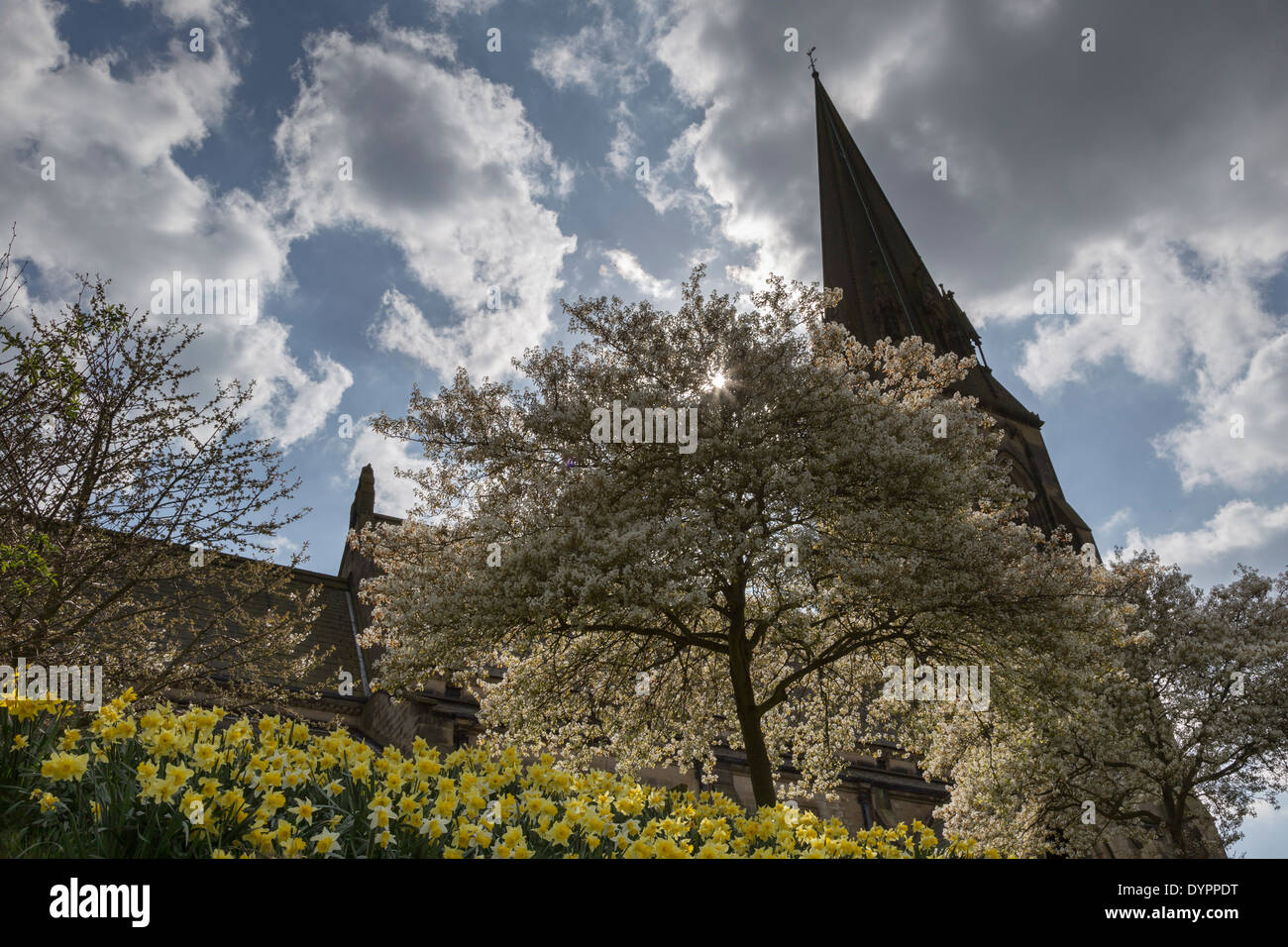 edensor st peters church daffodils derbyshire england uk gb Stock Photo ...