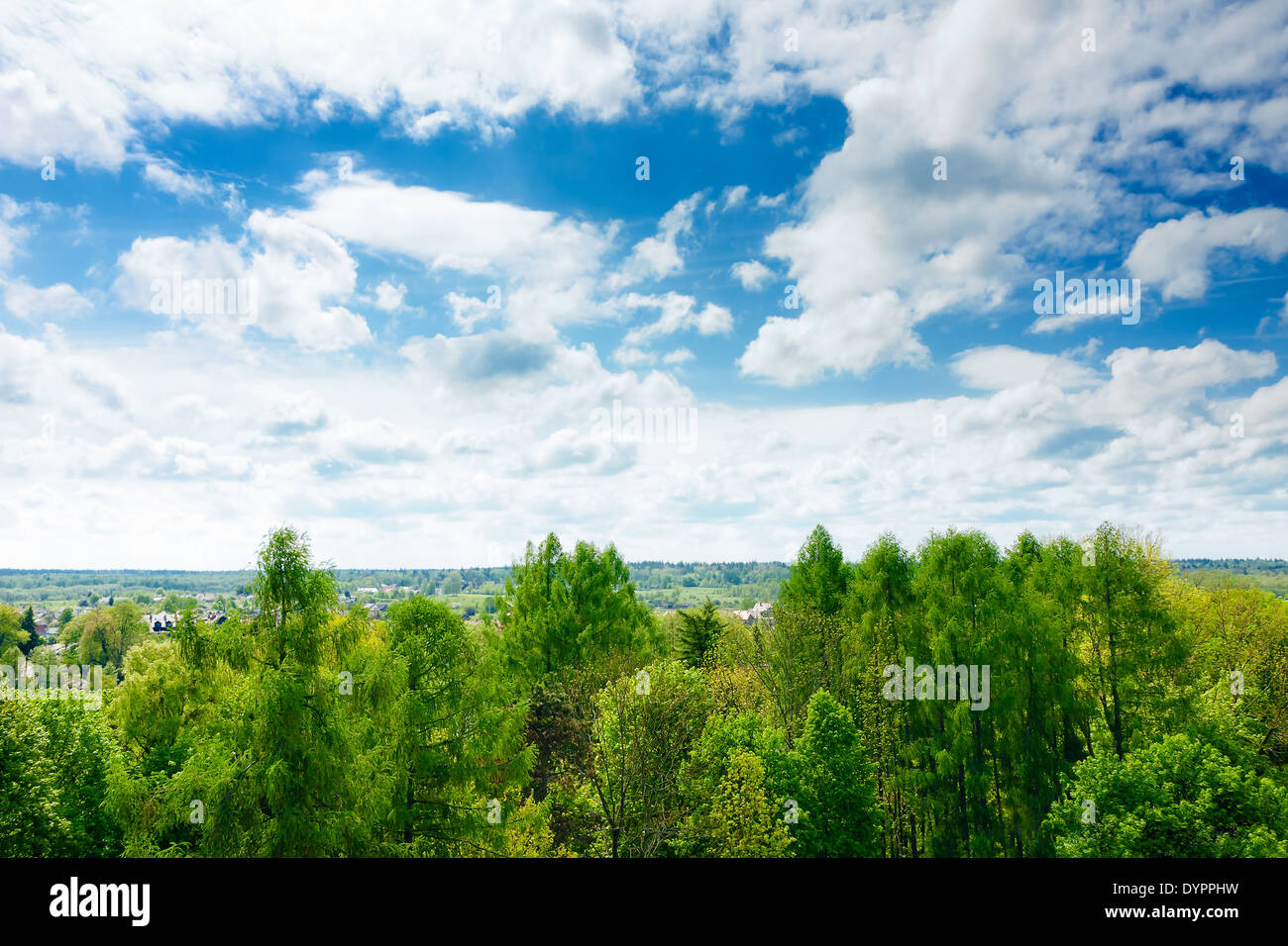 Tree tops and cloudy sky Stock Photo - Alamy