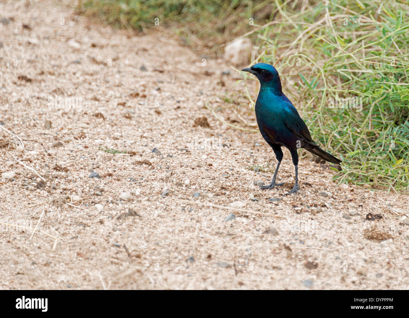 Greater blue wing hi-res stock photography and images - Alamy
