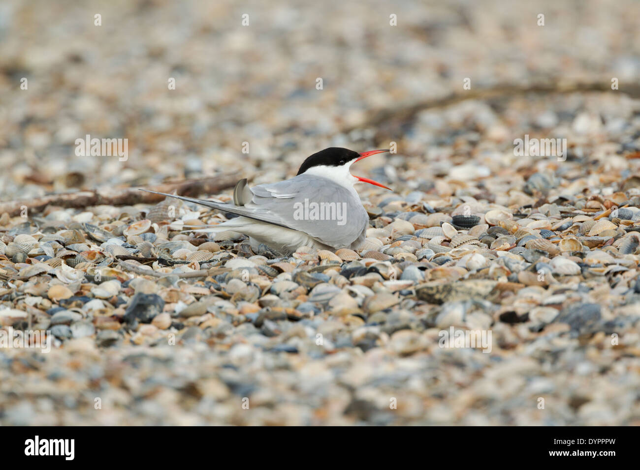 Common tern, latin name Sterna hirundo, sitting among broken sea shells ...